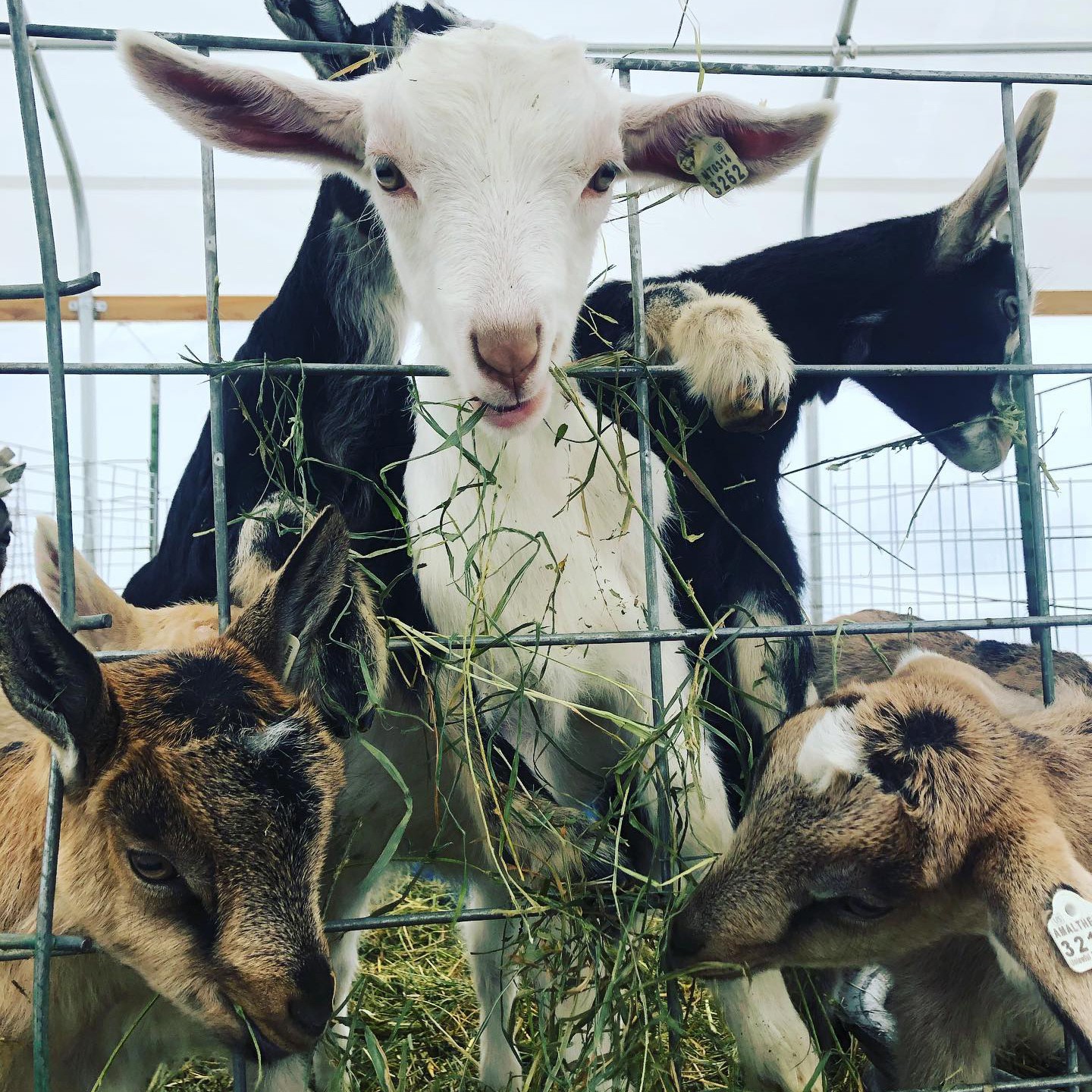 Local Bozeman Food Suppliers | Feast Bistro